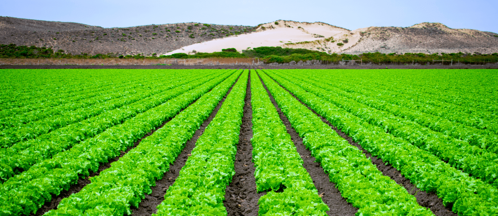 C4 - Cover crop type mapping - EvoLand