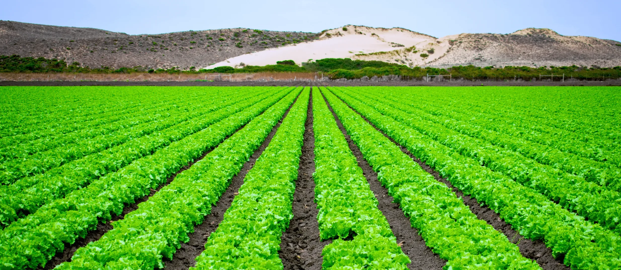 C4 - Cover crop type mapping - EvoLand